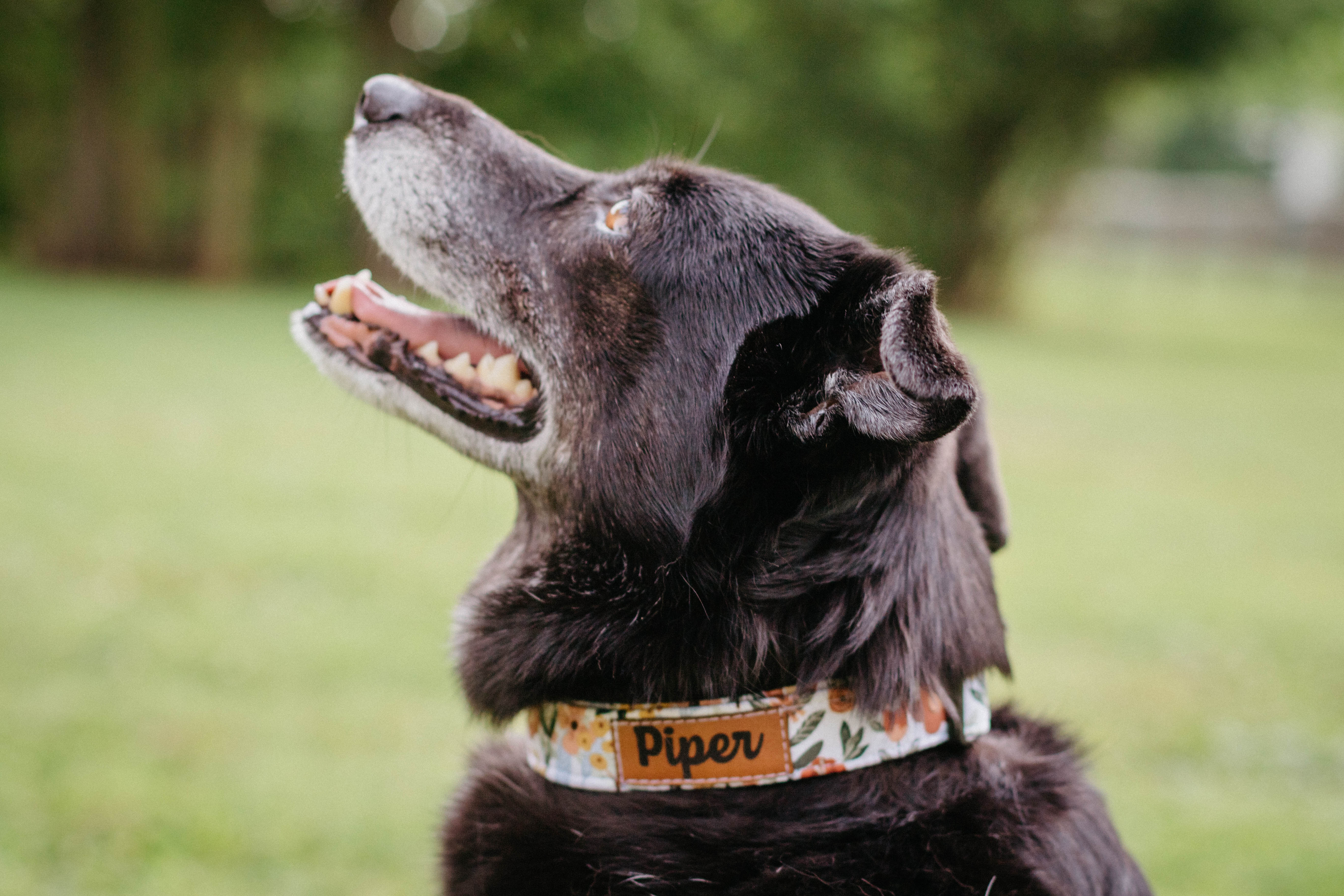 Collars – projectwarmthboutique